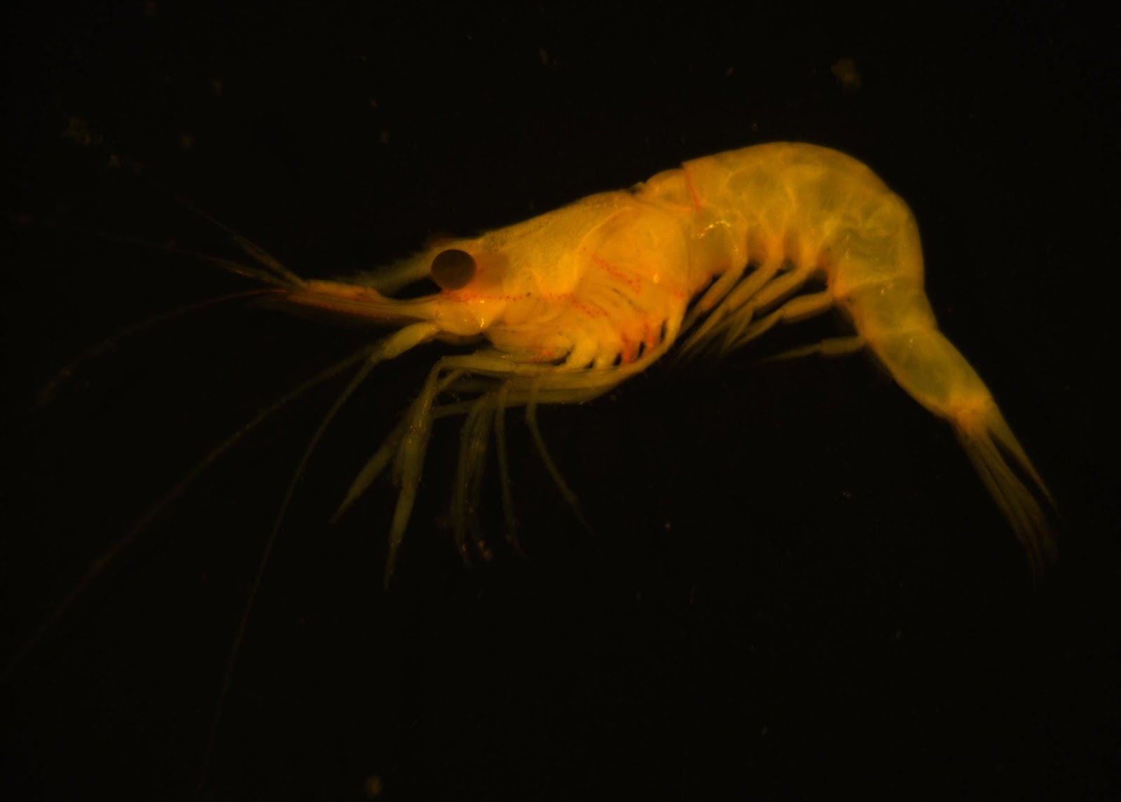 Harbor Watch: File Images: Caprella & Palaemonetes