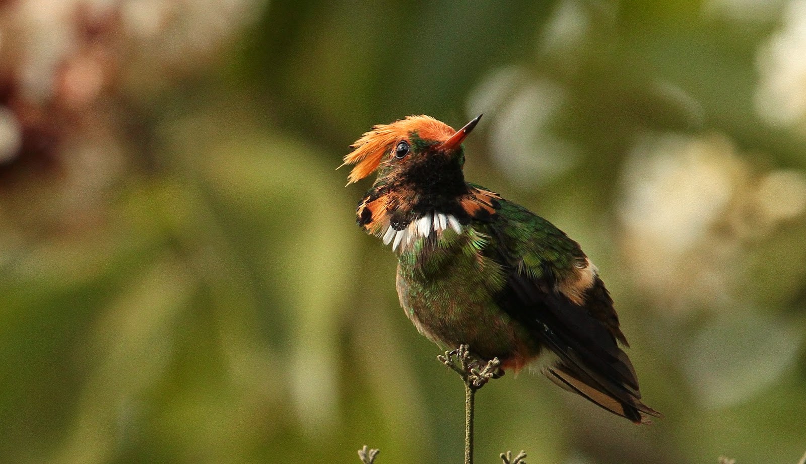 Nuestro bello mundo...: Spangled Coquette, male, Lophornis stictolophus ...