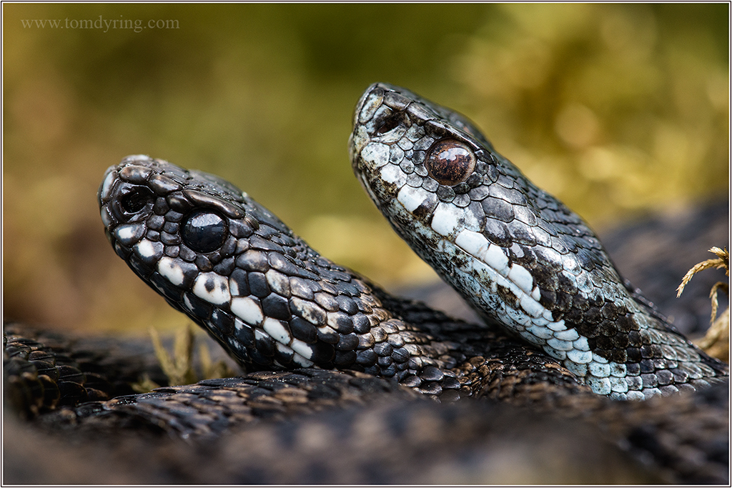 TOM DYRING WILDPHOTO / NN: SPRING ADDERS / HUGGORM
