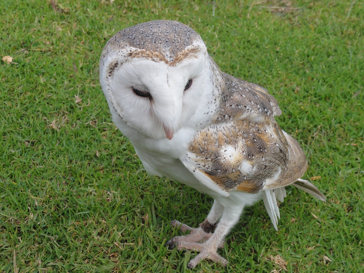 Snap Happy Birding: Barn Owl and Grey Goshawk