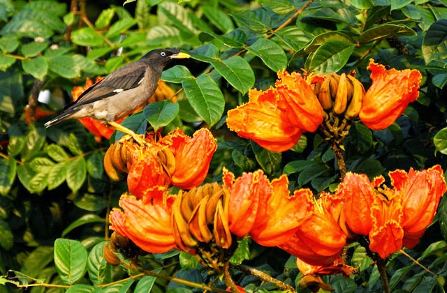 Festivals in India in February 2019 | Insight India : A Travel Guide to ...