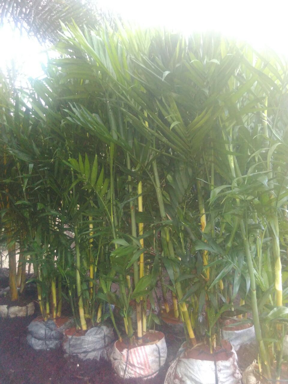 taman-murah123: sewa tanaman hias | rental tanaman hias | sewa pohon ...