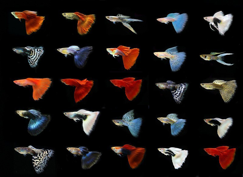 Persiapan Sebelum Memelihara Guppy | Hewan Indonesia dan Jual Beli