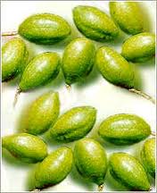 সেউজী ধৰণী -Seuji Dharani: থলুৱা ফলমূলৰ সংৰক্ষণৰ আৱশ্যকীয়তা... NEED OF ...