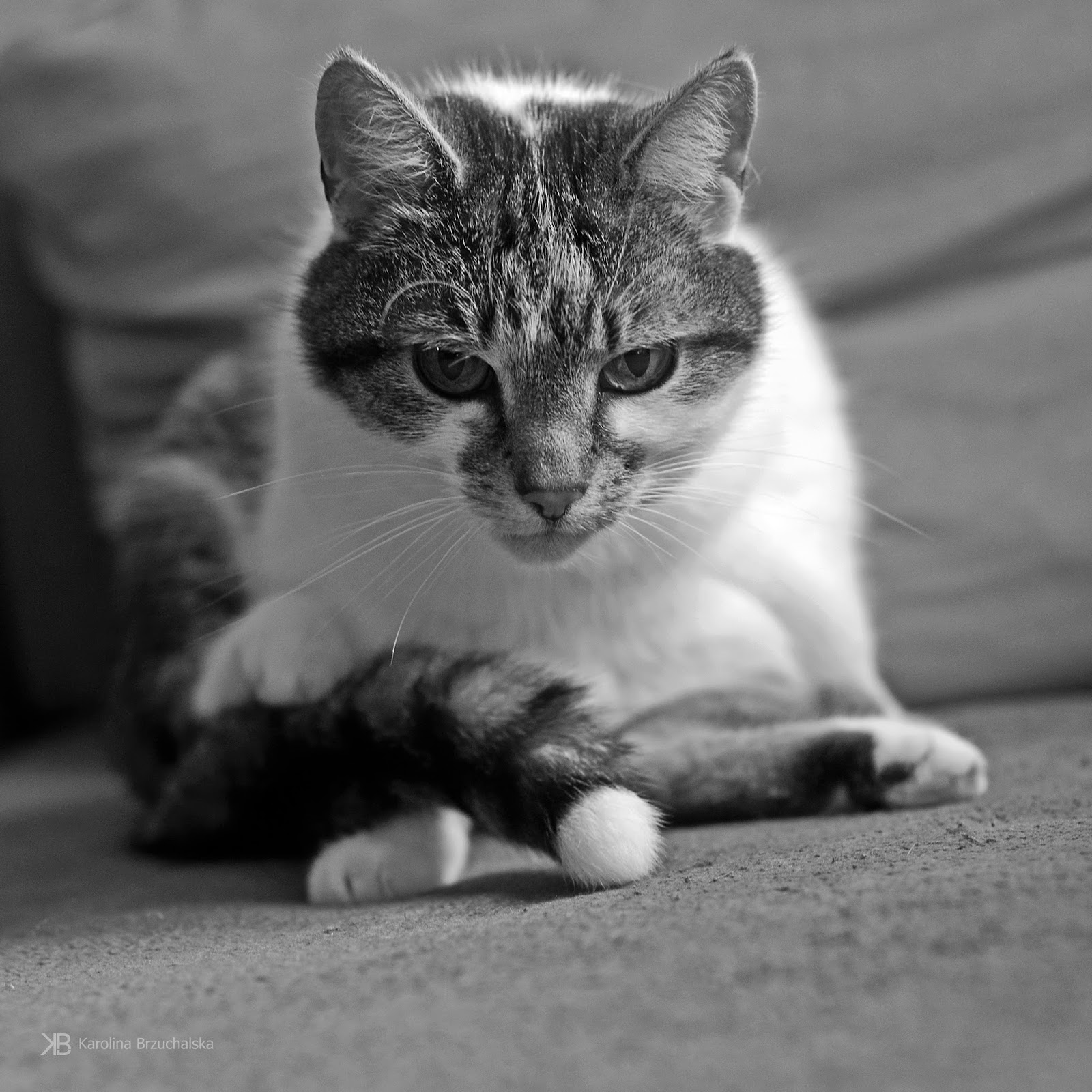 Wariacje (nie zawsze) na temat: 5 dowodów na to, że pies jest lepszym ...