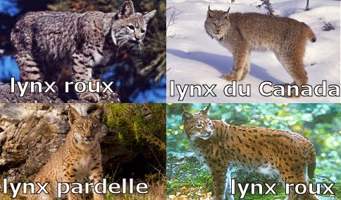 Troupe 1ère Saintes-Cognac - St Michel Archange - A.G.S.E.: Lynx