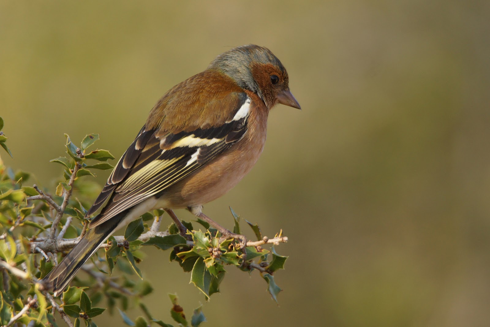 Pasión por las aves: Pinzón vulgar,(Fringilla coelebs)