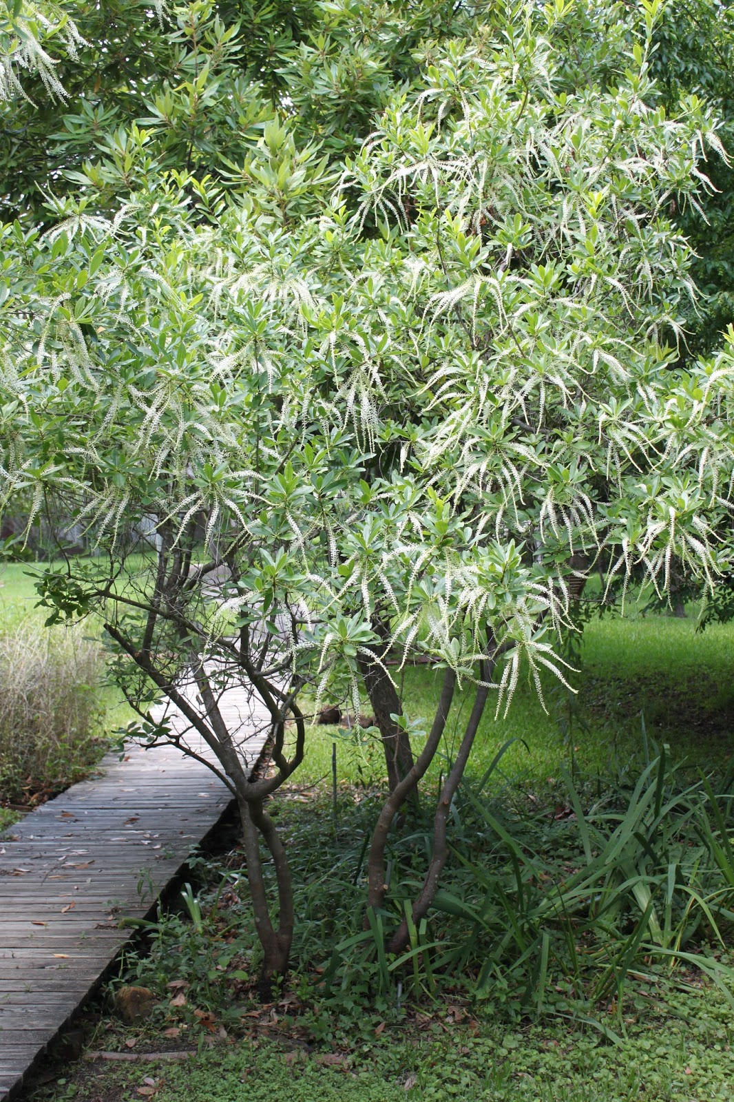 Centenary College Arboretum: Tree of the Week: Swamp Titi (Cyrilla ...