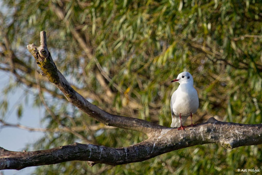 Delta Dunării, surprinsă din goana bărcii (14-17 septembrie 2013 ...