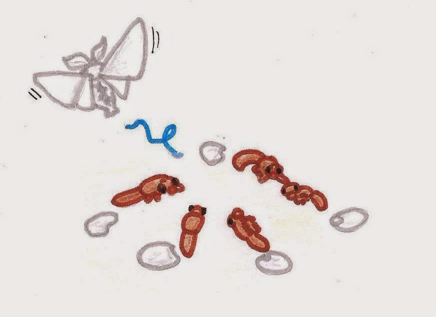 Grão de Bico : Larry, o Bicho da Seda