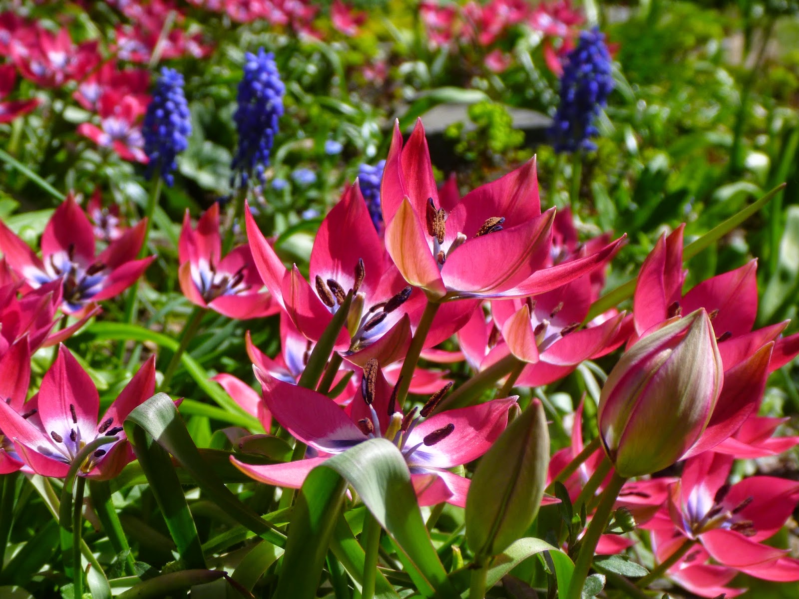 A Garden Less Ordinary: Species tulips