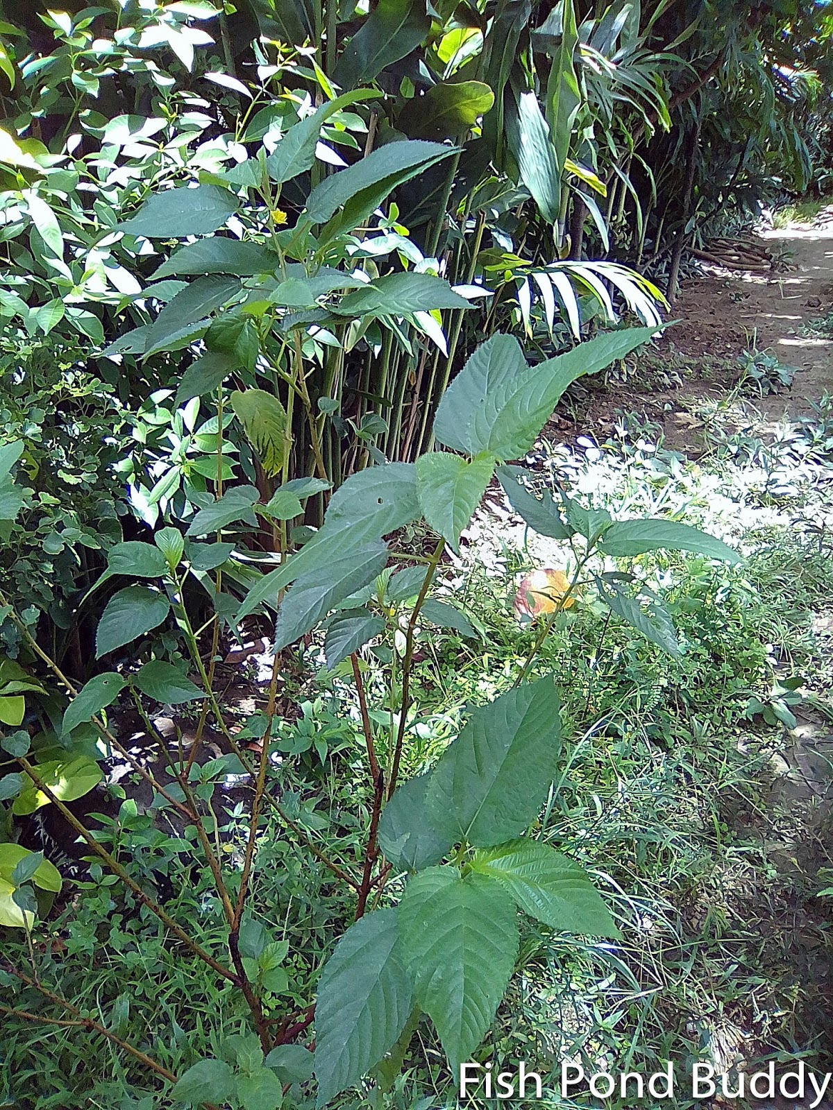 Fish Pond Buddy: Common Medicinal Plants, Fruits, Trees in the Fish Farm