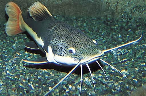 O Livro da Natureza: Bagres