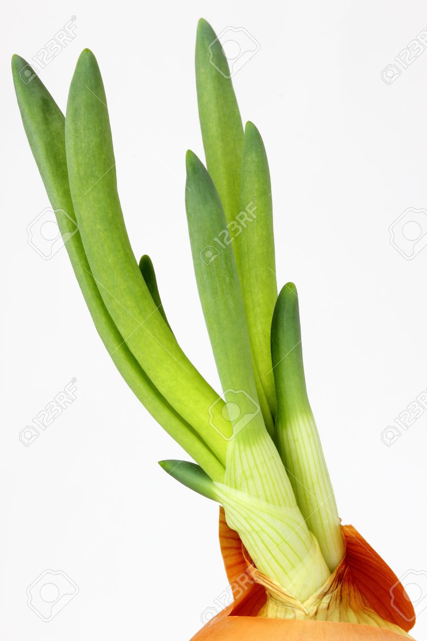 Volcanes, Rios,Ciudades y Pueblos de Chile: Sur Hortalizas