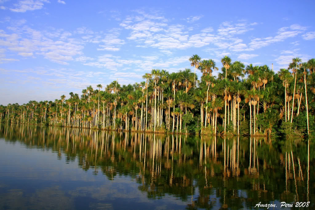 Selva del peru - Imagui