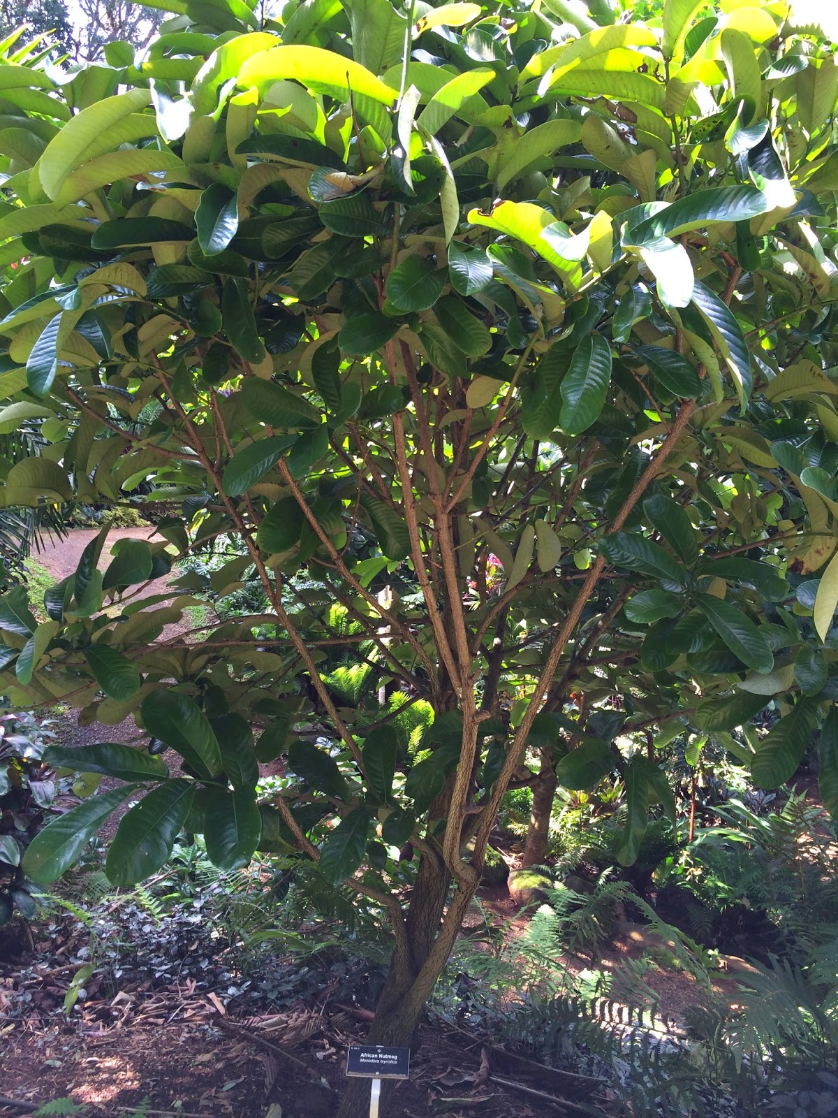 Growing Steady: Doing it Island Style, Part 1: Princeville Botanical ...