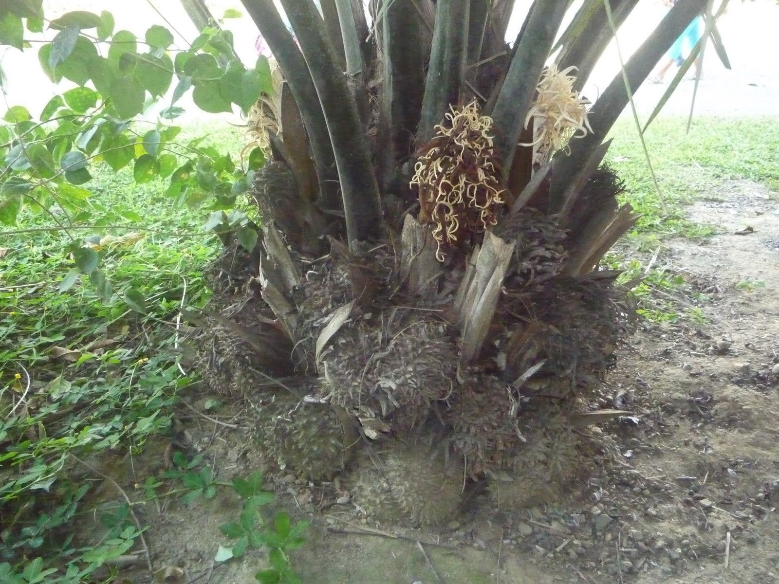 El tagual: taller creativo: La tagua, ha de ser una palma emblemática ...