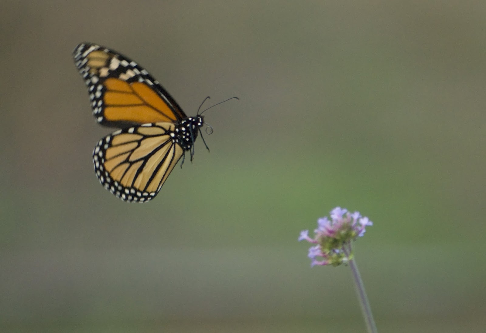Parasite of the Day: Ophryocystis elektroscirrha (revisited 2)