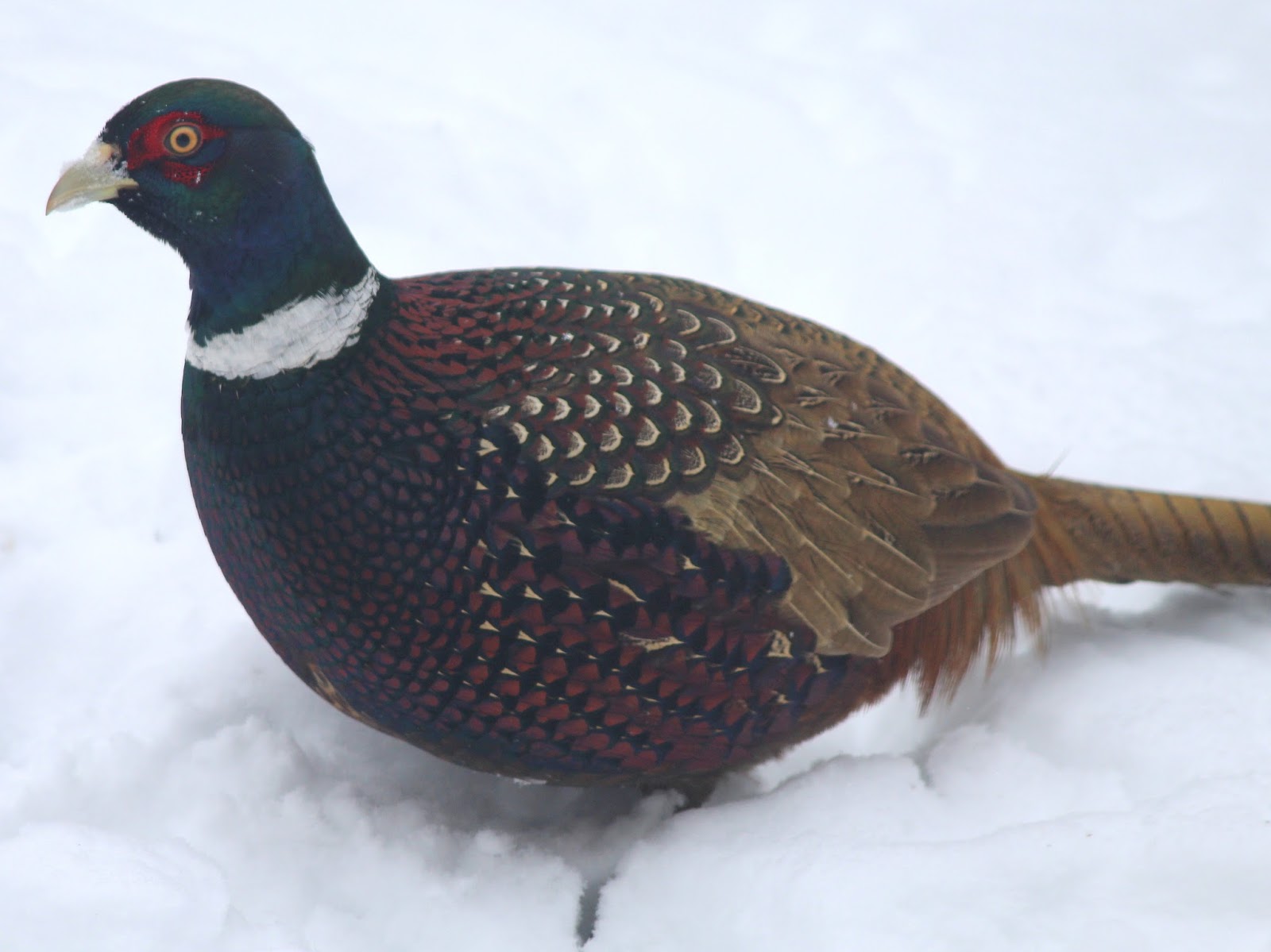 Dispatches from Can of Duck: Melanistic Pheasants