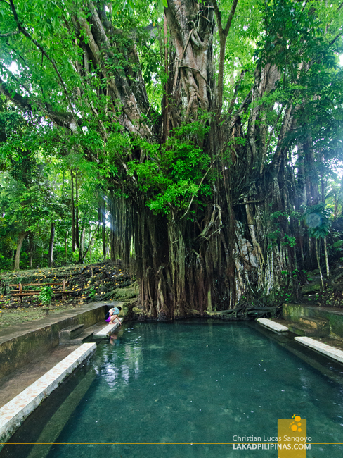 SIQUIJOR | Lazi’s Balete Tree ~ Above & Below the Century-Old Behemoth ...