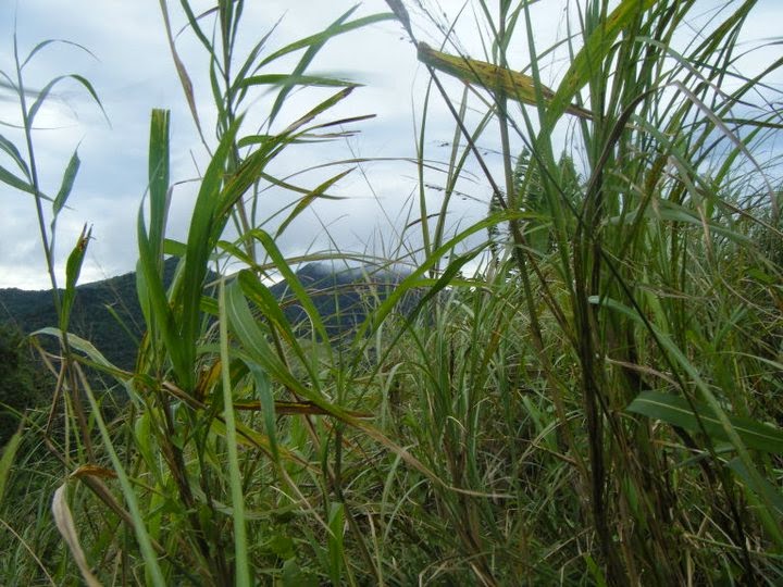 Upland Peasant: Mt. Manabo, Biak-na-Bundok and Mt. Malipunyo 10/30/2010