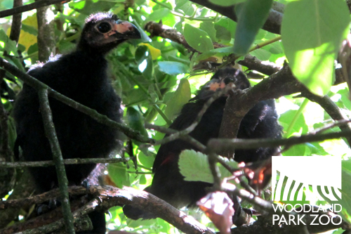 Bodacious, violaceous turaco chicks!