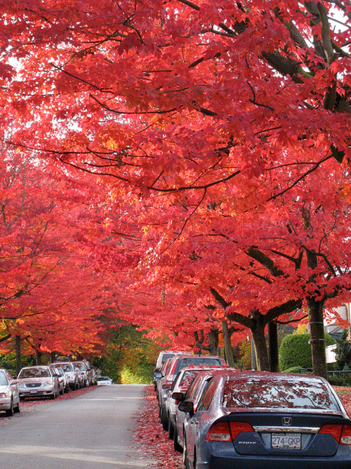Hooray! It's Autumn Colour Week 2011! | Poppytalk archive