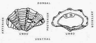 Wicara Mina: KERANG DARAH, BUDIDAYA DI TAMBAK