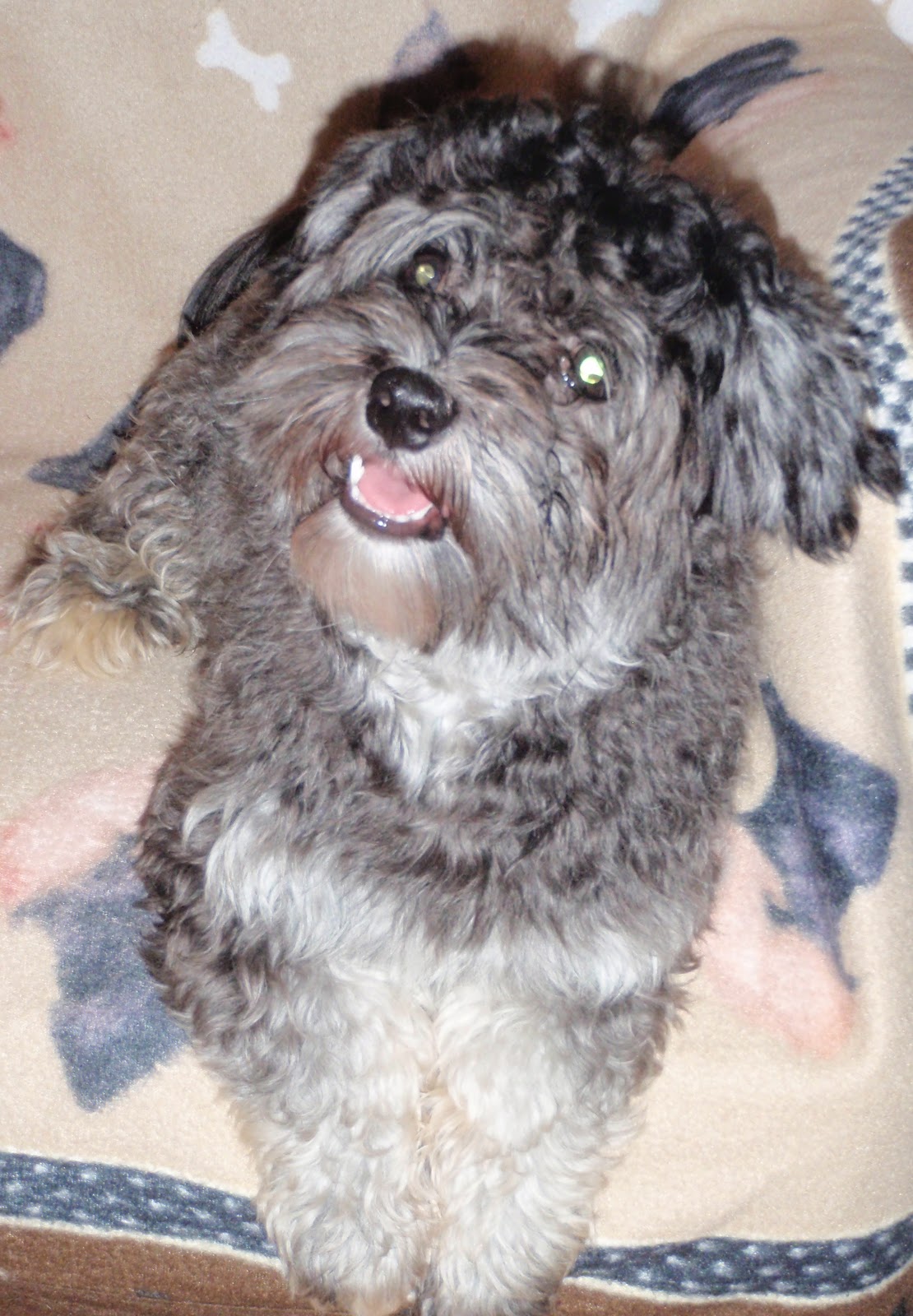 SOUTHERN SILKY TERRIERS & HAVANESE - Puppies For Sale in Alabama