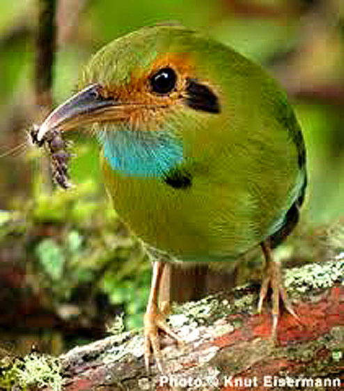 Bellas Aves de El Salvador: Aspatha gularis (momoto garganta azul ...
