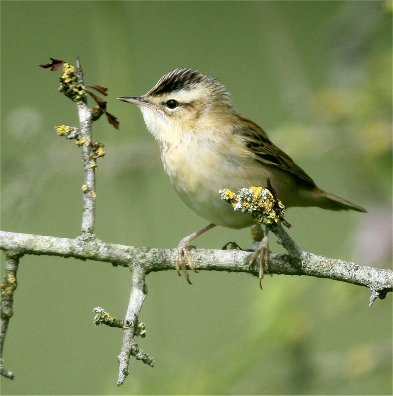Murfs Wildlife : Sedge Warbler