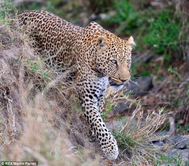 Wildlife Photos: The hungry Leopard