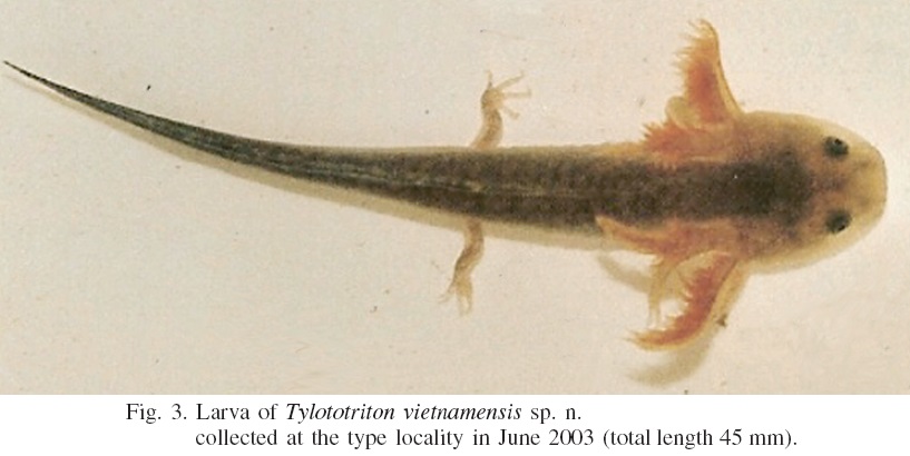Species New to Science: [Herpetology • 2005] Tylototriton vietnamensis ...