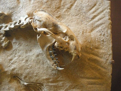 Synapsida: Weasels in Stone: Mustelid Evolution