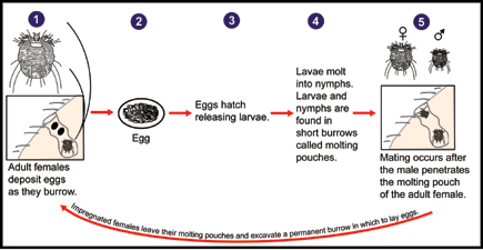MPD3223_VECTOR AND PEST CONTROL: MITES
