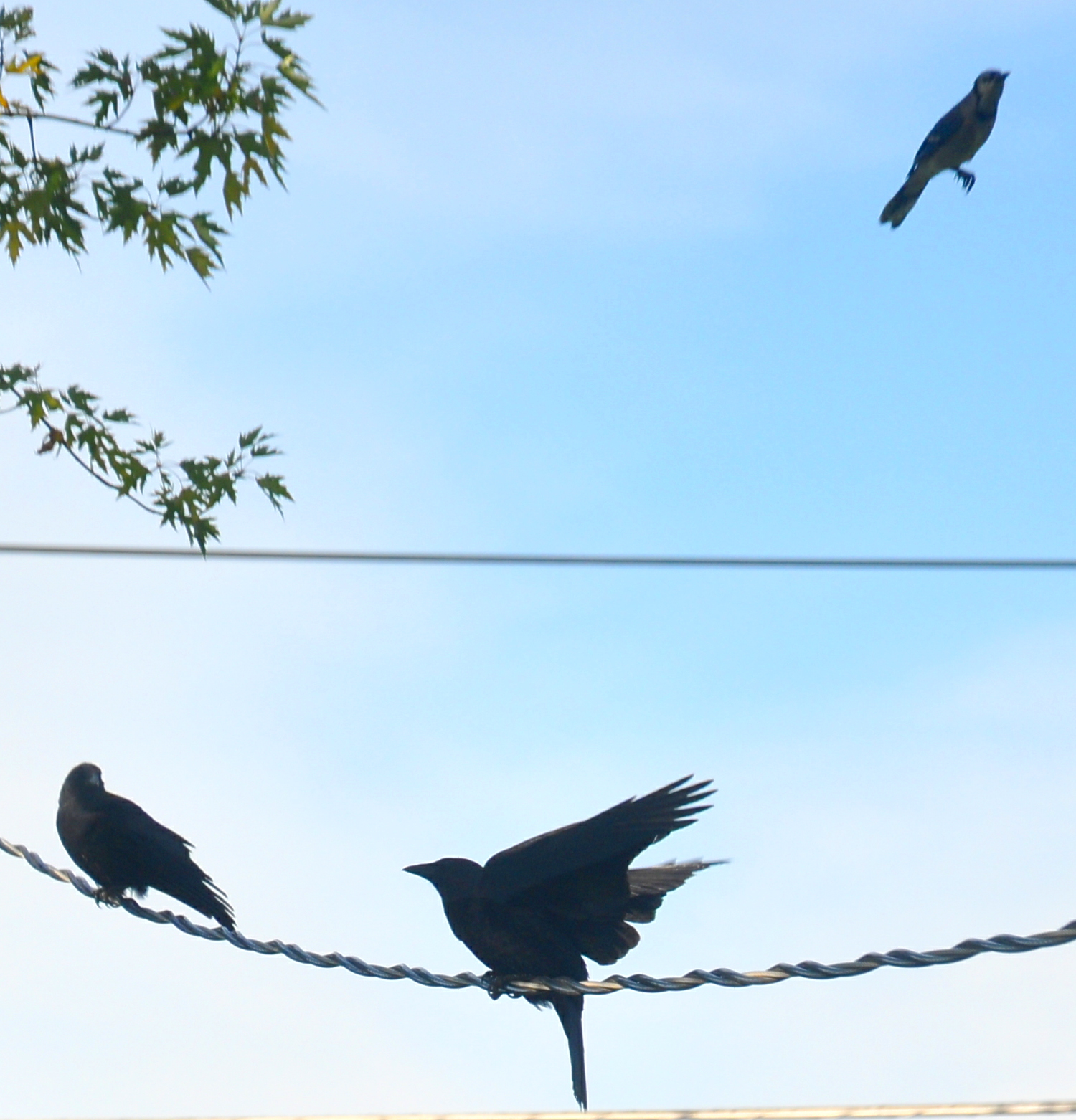 Palemaleirregulars: THE CORVID GAME: Crows vs Blue Jays