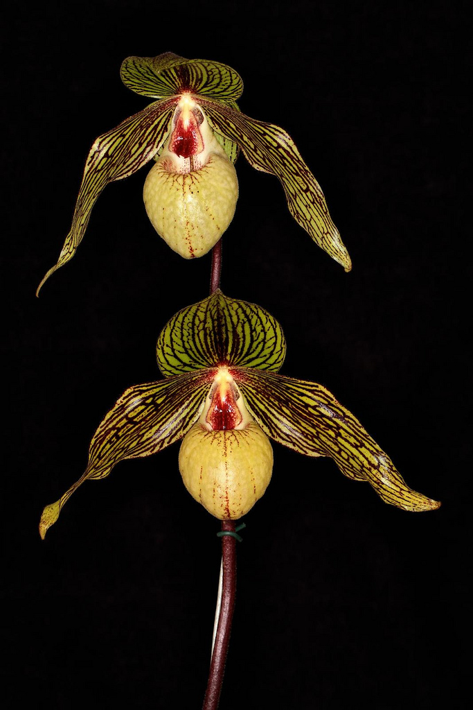 Meeting and AGM 23 February