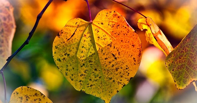 Glycosides Classification - Their Properties and Examples - The Pharma ...