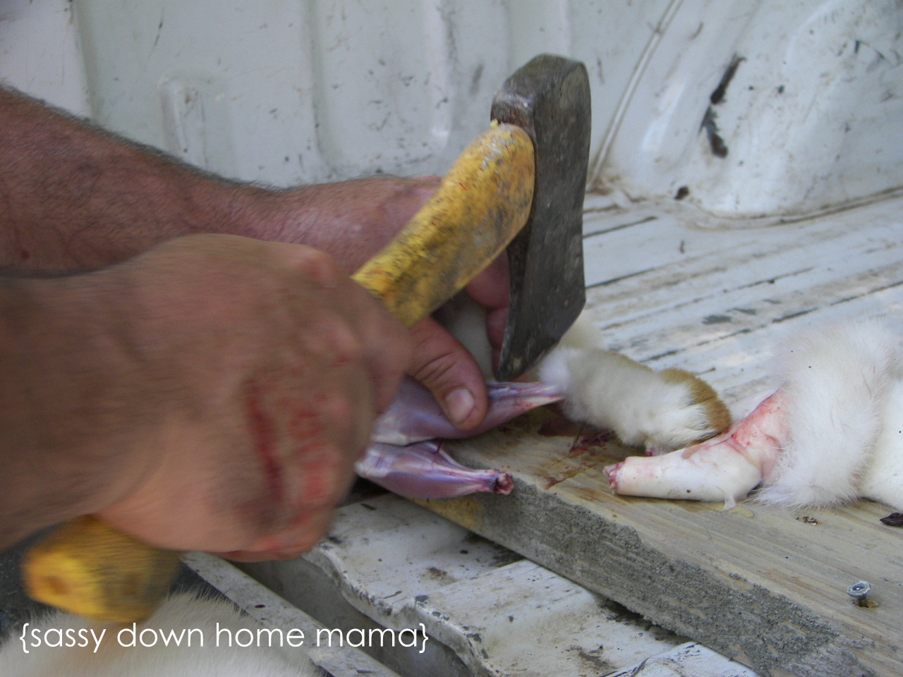 Sassy Down Home Mama: How To Butcher Meat Rabbits