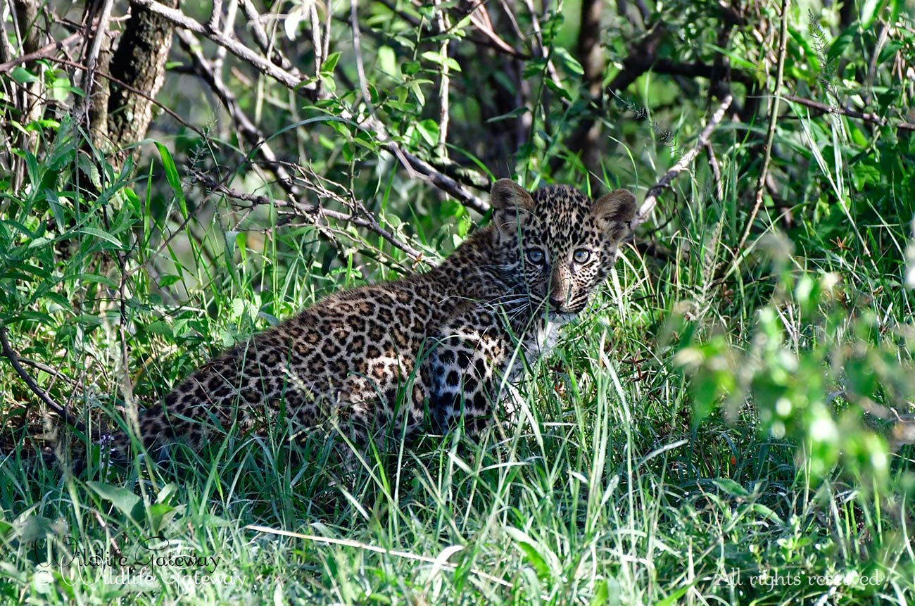 WILDLIFE GATEWAY: Amour de léopard