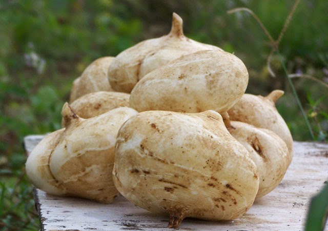 Healthy Life Every Days: Bengkoang Benefits for Beauty