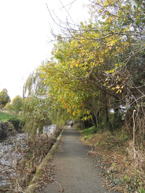 Let's Walk the River Dodder, One of the Best Hikes in Dublin