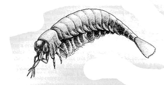 CONHECIMENTOS: COSMOLOGIA: VIDA MARAVILHOSA