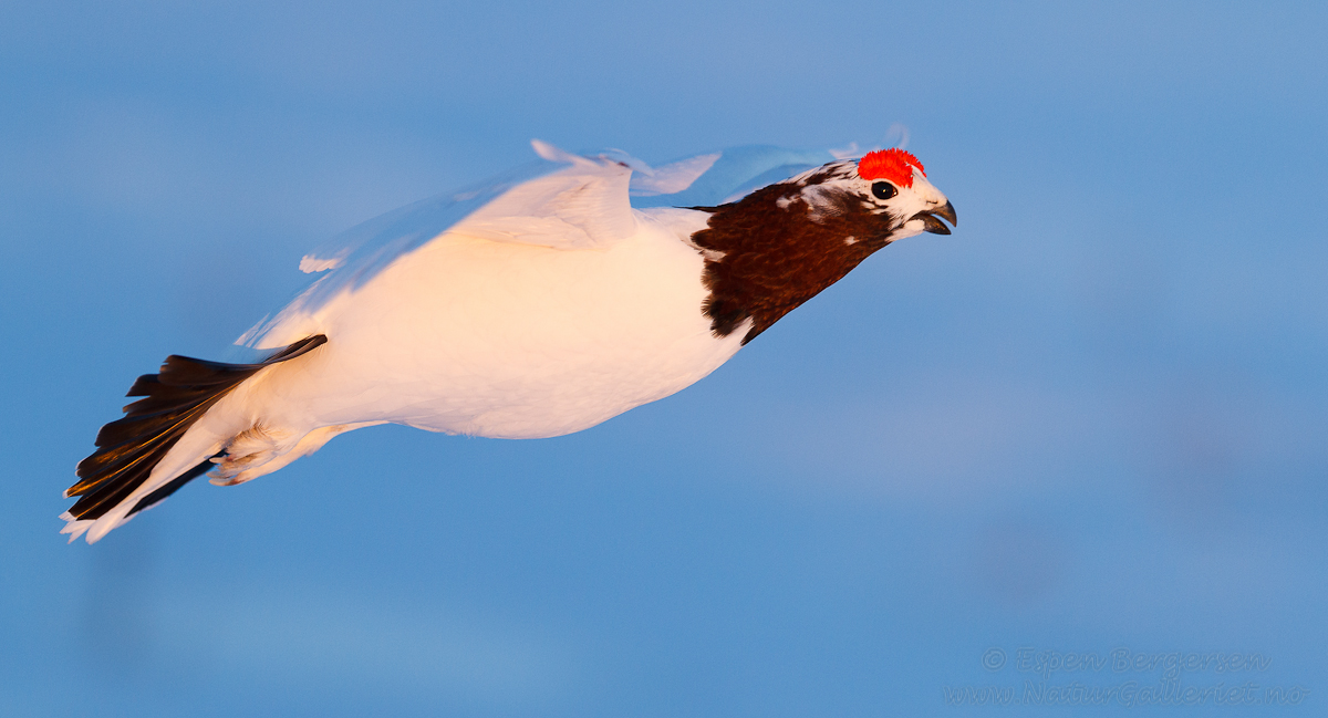 Naturgalleriet.no: Forhistoriske ryper