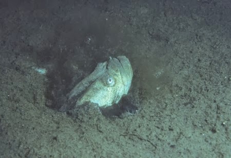 Fish Index: Dwarf Wrymouth (Cryptacanthodes aleutensis)