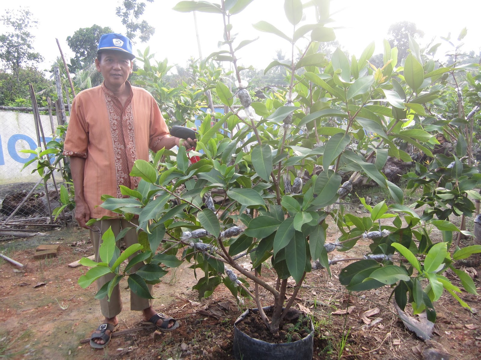 Jambu: Jambu Air Madu Giok