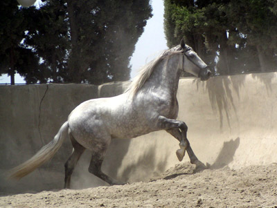 I cavalli: tutta la mia vita: razza: Andaluso