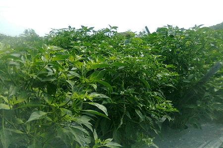 Panduan singkat cara sukses budidaya cabe beserta jenis penyakit cabai