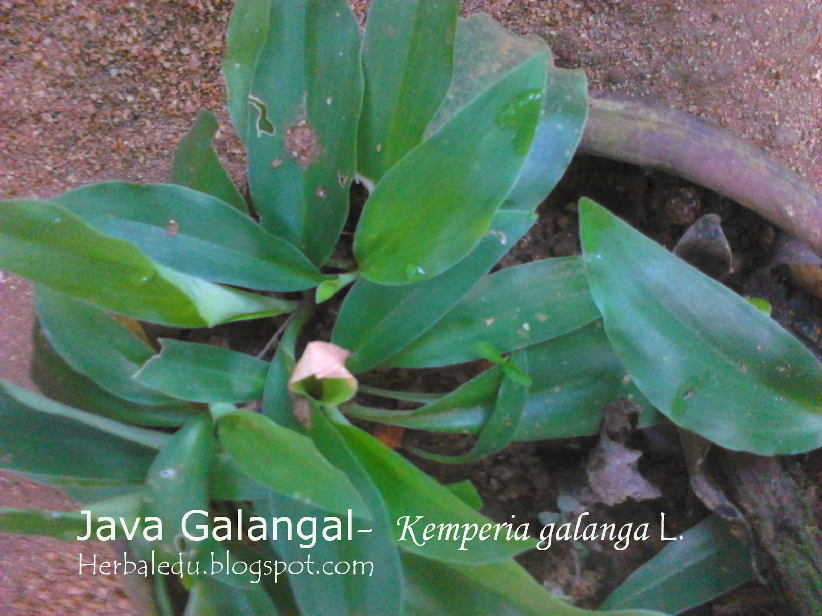 Java galangal - Iguru piyali - ඉගුරු පියලි - Herbal Plants of Asia