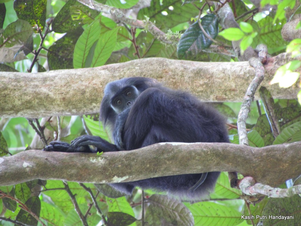 .: Primata Kepulauan Mentawai